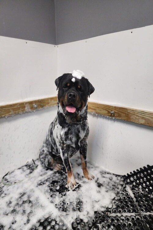 Pets get pampered at Urban Paws Pet Spa – The Keel