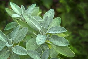 The four sacred medicines: Indigenous plants and their traditional uses ...